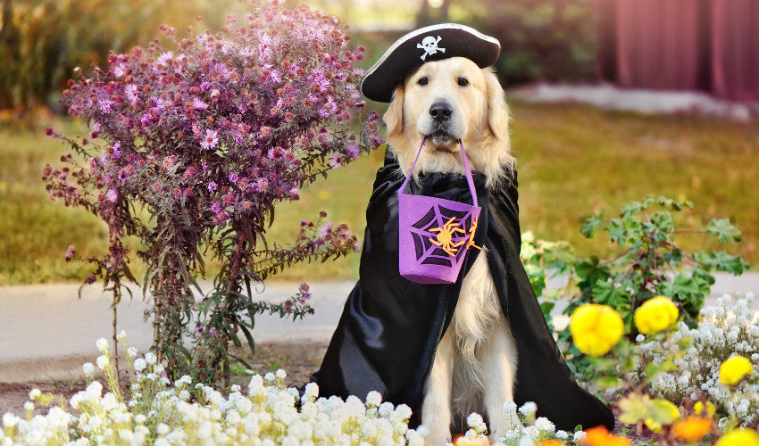 Pet Costumes 101: How to Choose a Comfortable and Safe Halloween Outfi